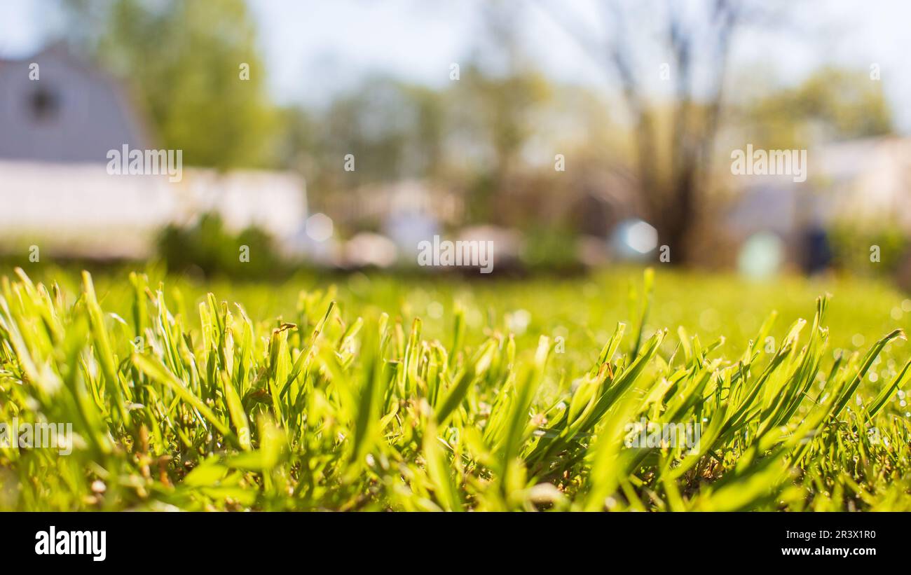 Fresh green grass on a sunny summer day close-up. Beautiful natural ...