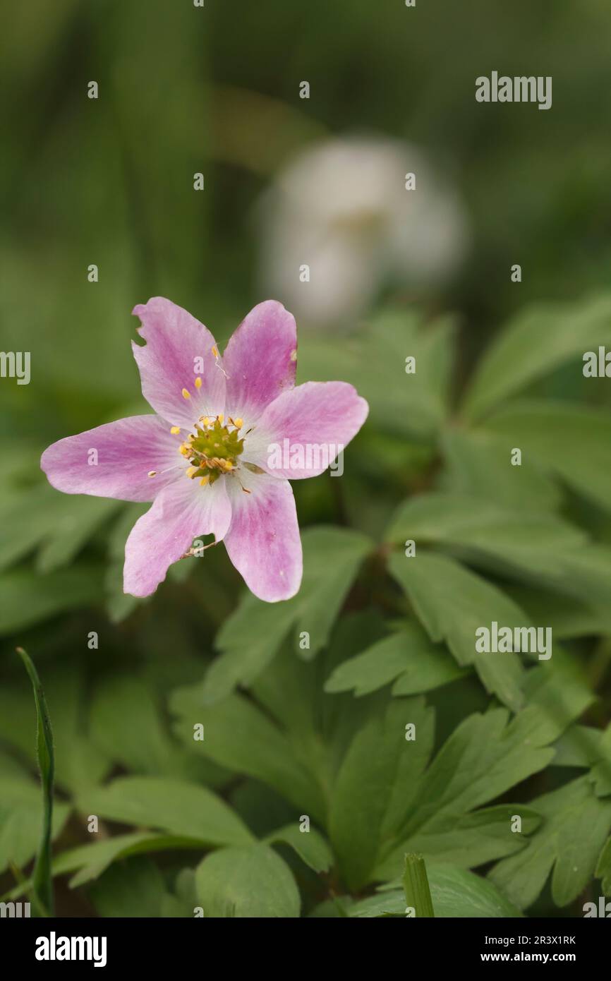 Anemone nemorosa, known as Smell fox, Helmet flower, Thimbleweet ...