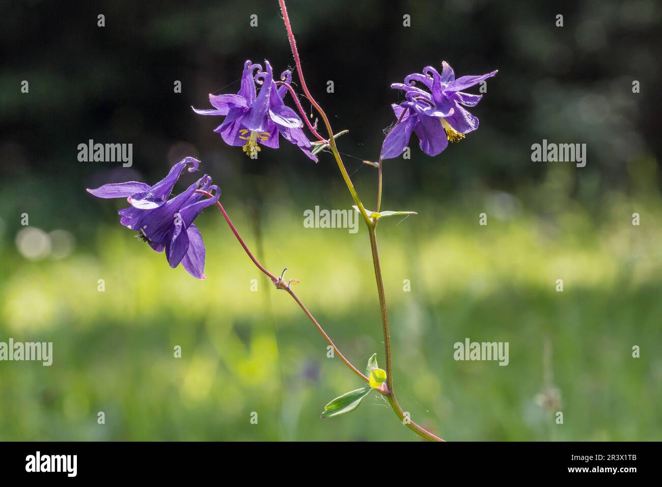 Aquilegia vulgaris, known as European columbine, Common columbine Stock ...