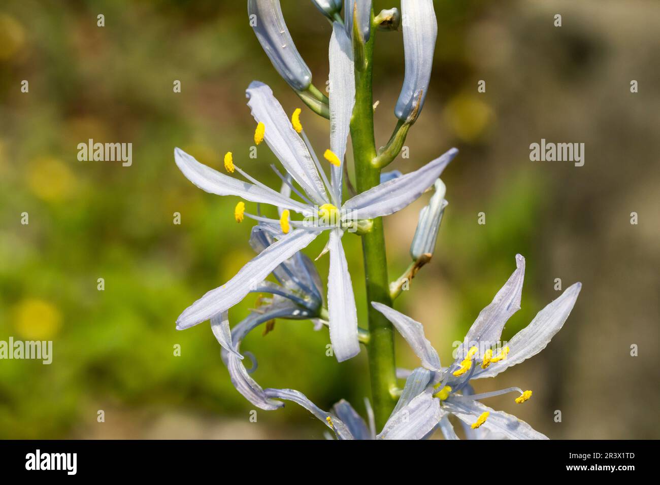 Camassia leichtlinii, known as Large camas, Great camas Stock Photo - Alamy