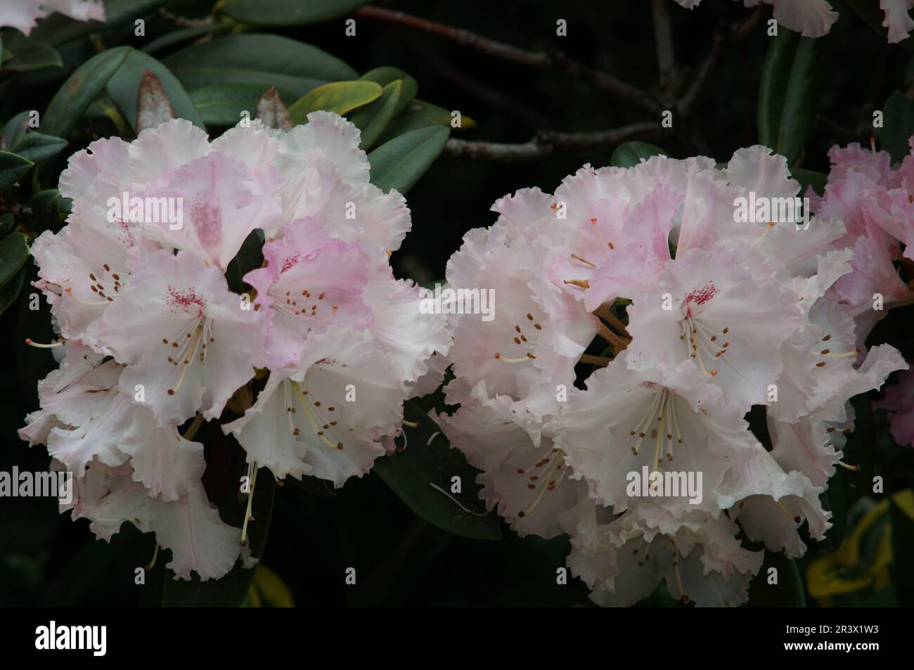 Rhododendron pink spider hi-res stock photography and images - Alamy