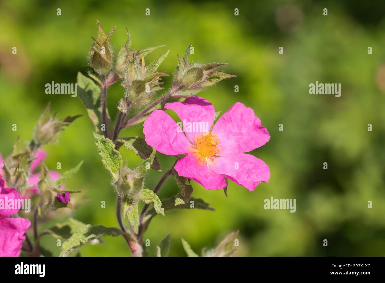 Cistus crispus, commonly known as the Spotted rock rose Stock Photo - Alamy