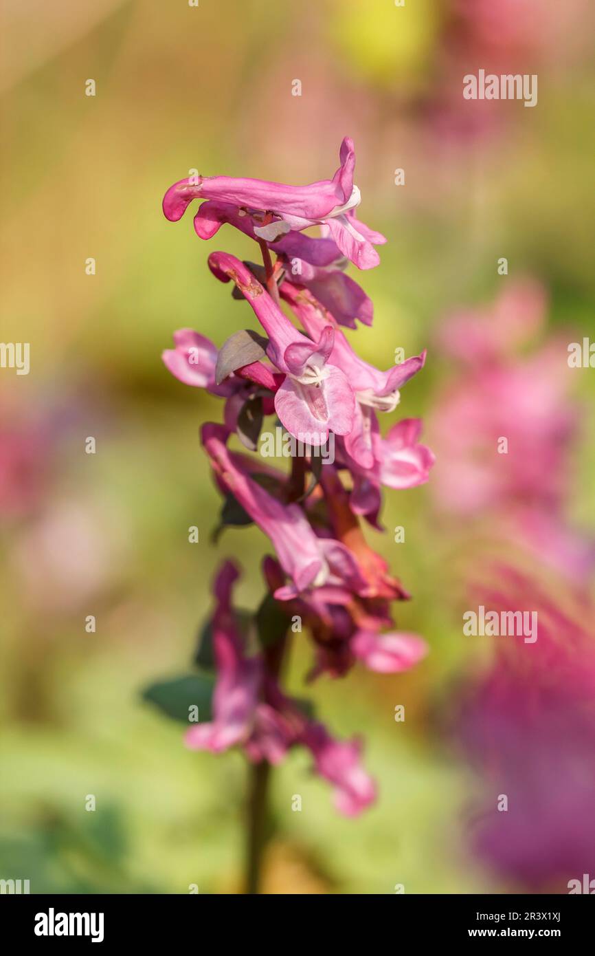 Corydalis cava, known as Corydalis flower, Fumewort, Hollowroot ...