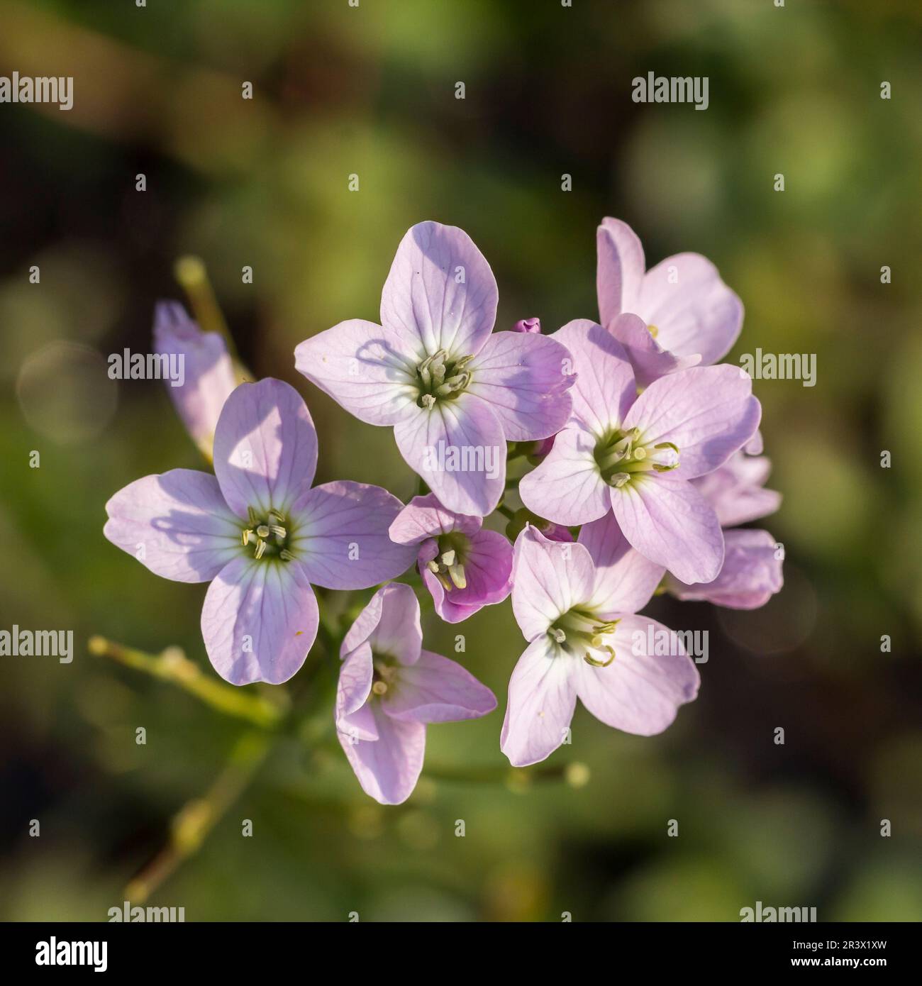 Cardamine pratensis, known as Cuckoo flower, Lady's smock, Fen cuckoo ...