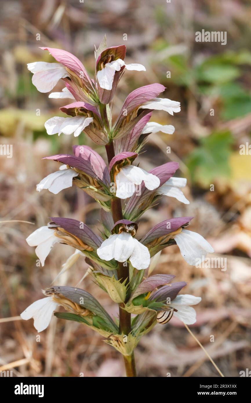 Pracht akanthus hi-res stock photography and images - Alamy