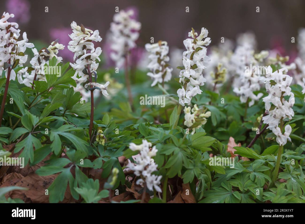 Corydalis cava, known as Corydalis flower, Fumewort, Hollowroot ...