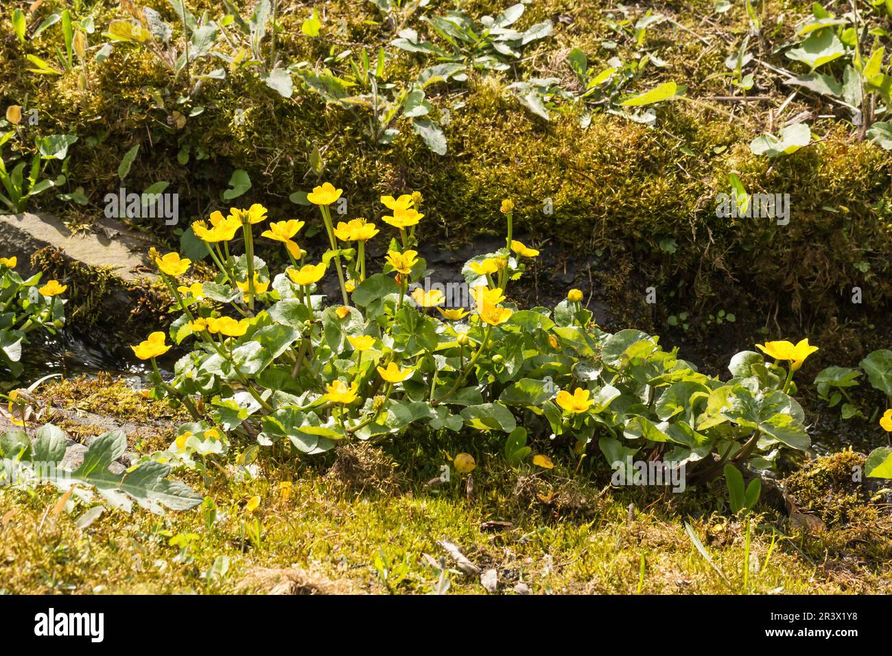 Caltha palustris, known as Marsh-marigold, Common Marsh marigold ...