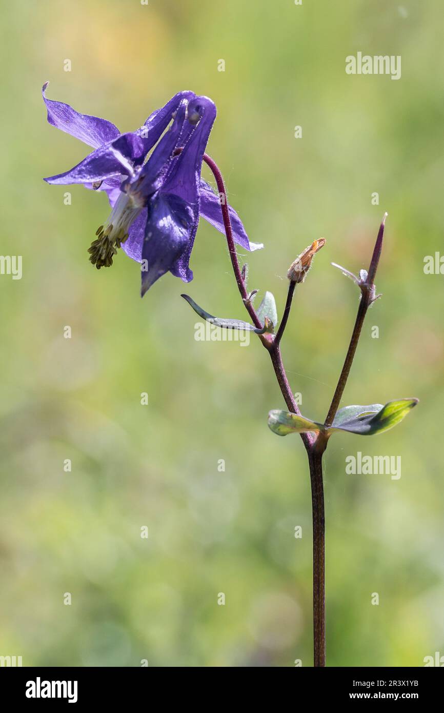 Aquilegia vulgaris, known as European columbine, Common columbine ...