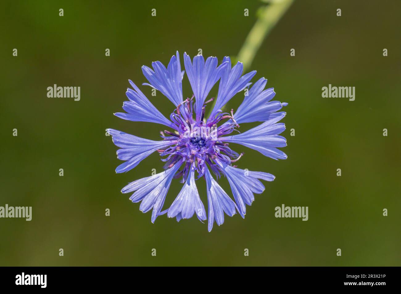 Centaurea cyanus known cornflower hi-res stock photography and images ...