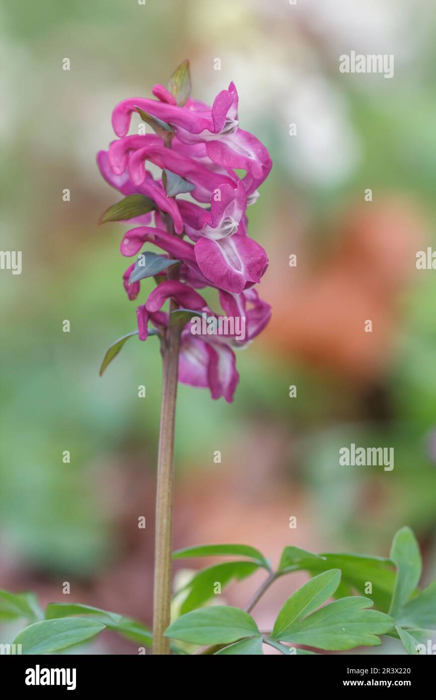 Corydalis cava, known as Corydalis flower, Fumewort, Hollowroot ...