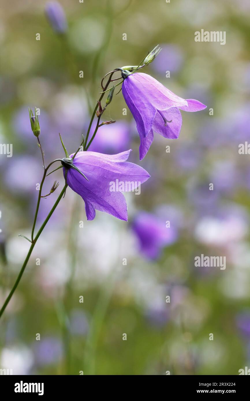 Gemeine glockenblume hi-res stock photography and images - Alamy