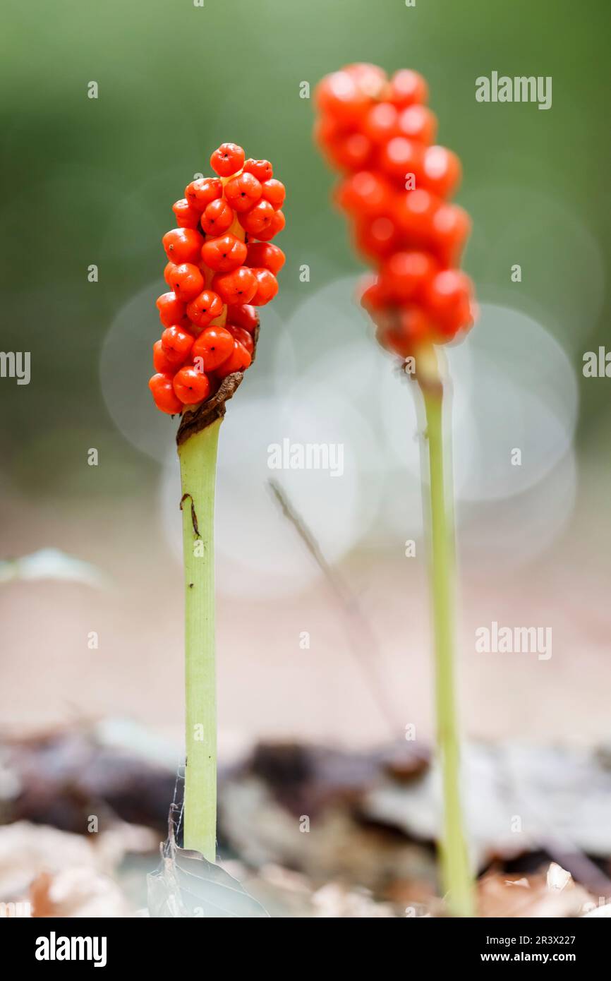 Arum maculatum (berries), Common arum, Cuckoo pint, Wild arum, Lord-and ...