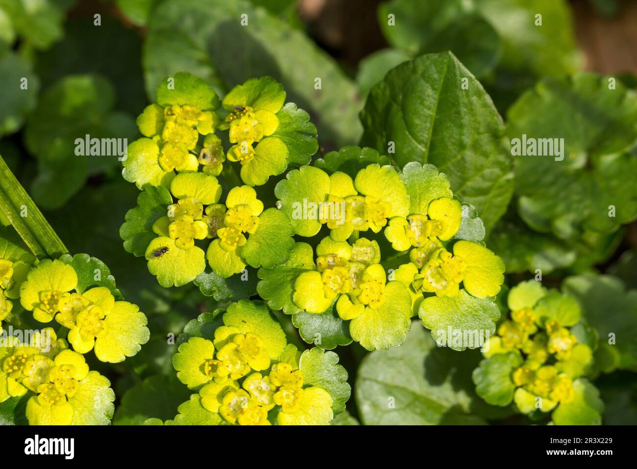 Chrysoplenium alternifolium, commonly knows as the golden saxifrage ...