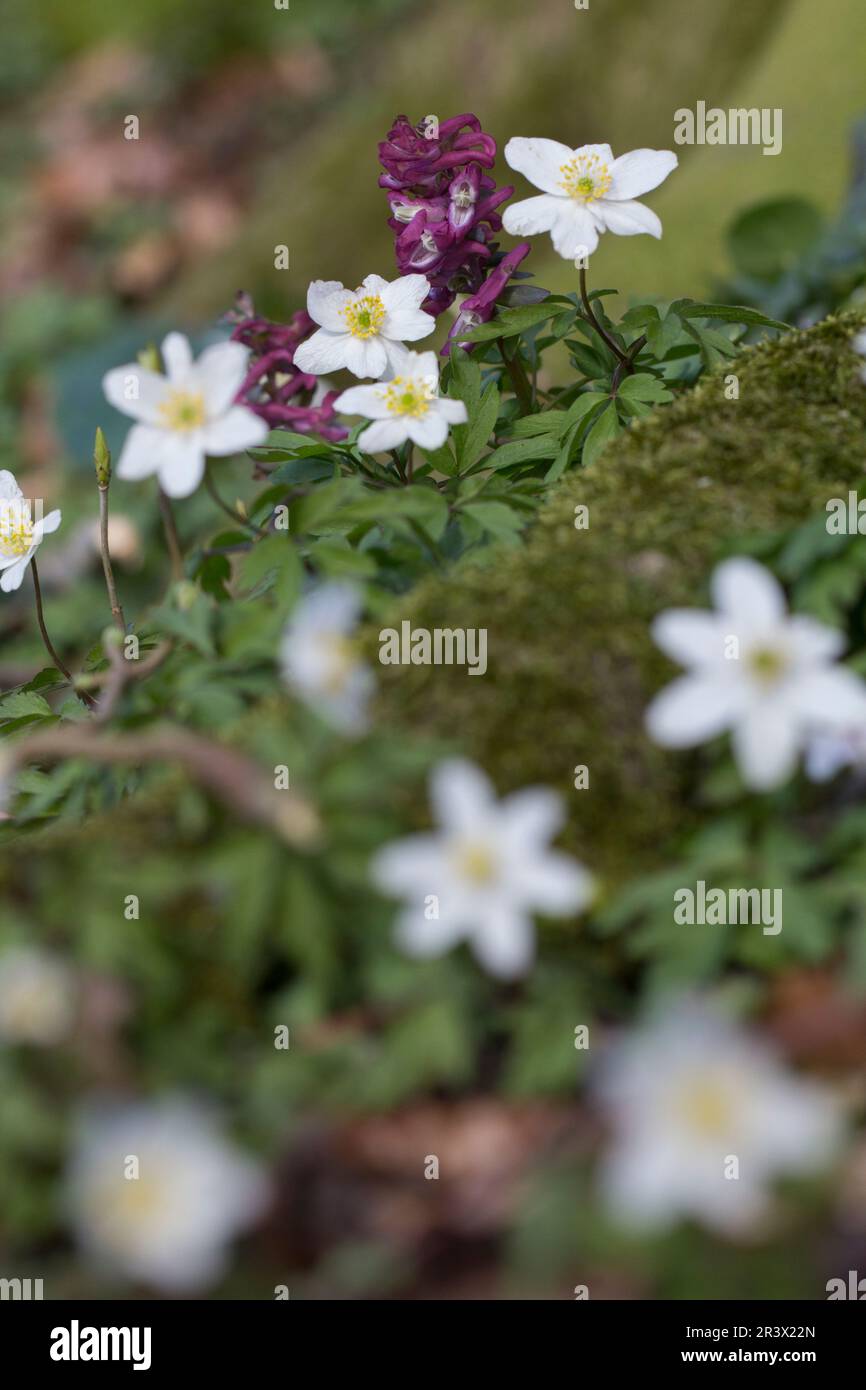 Anemone nemorosa, known as Smell fox, Helmet flower, Thimbleweet ...