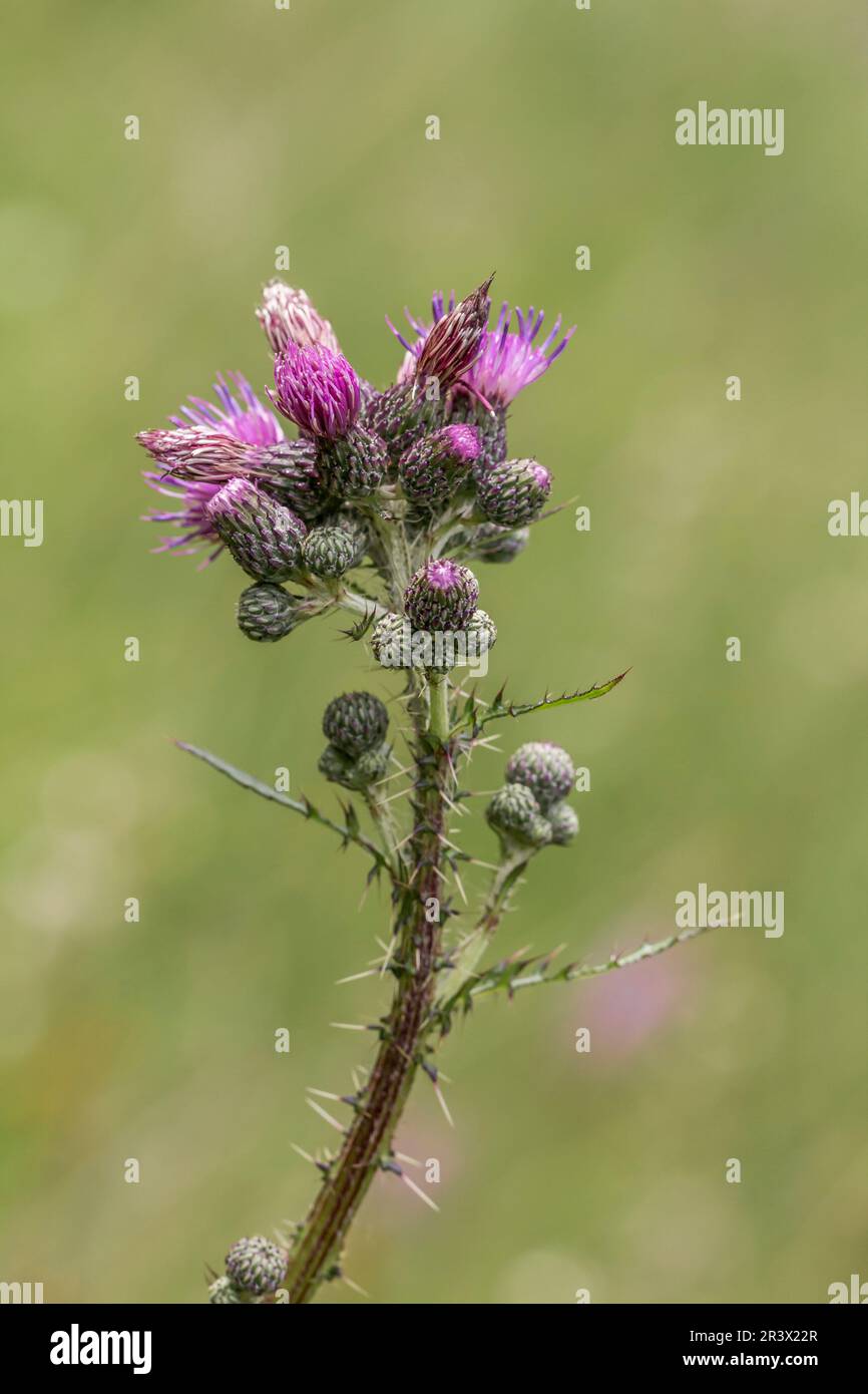 Cirsium palustre, known as Marsh thistle, European swamp thistle Stock Photo - Alamy