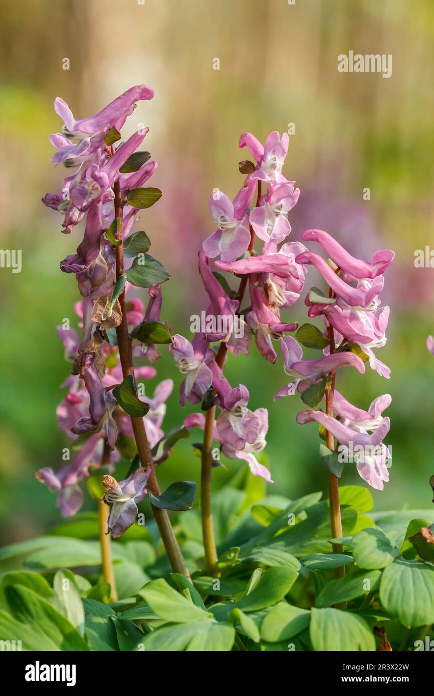 Corydalis cava, known as Corydalis flower, Fumewort, Hollowroot ...