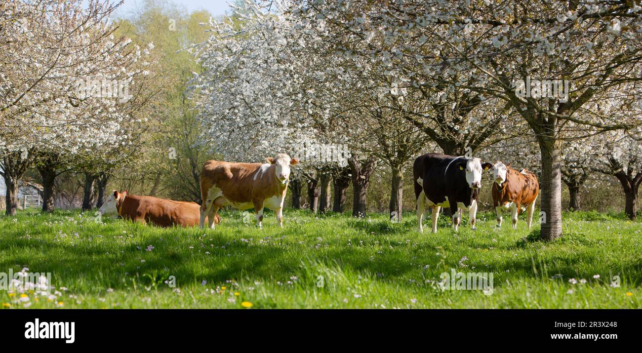 cows in green grass between blossoming fruit trees in spring near tiel ...