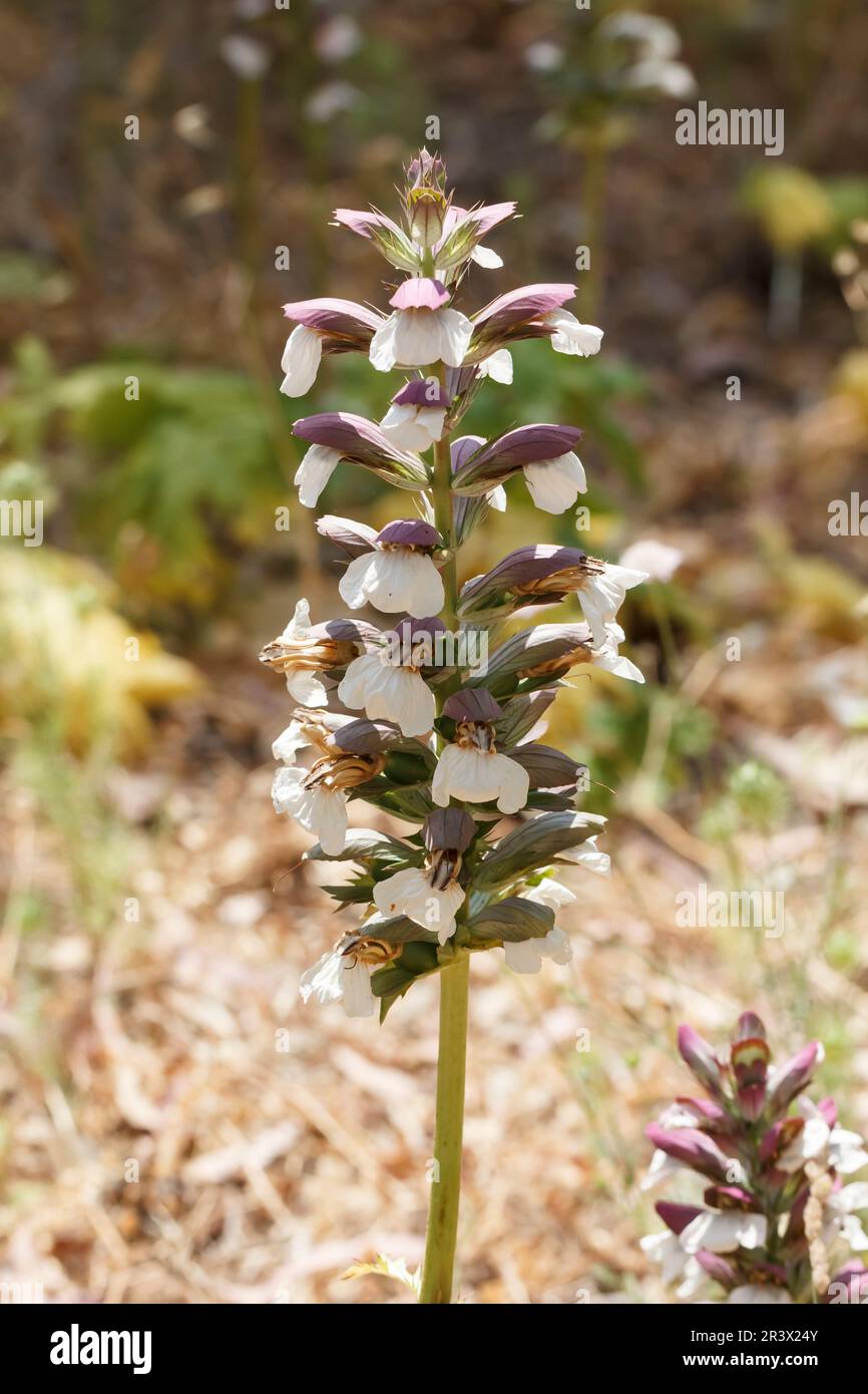 Acanthus mollis, known as Bear's breeches, Bears breeches, Sea dock ...