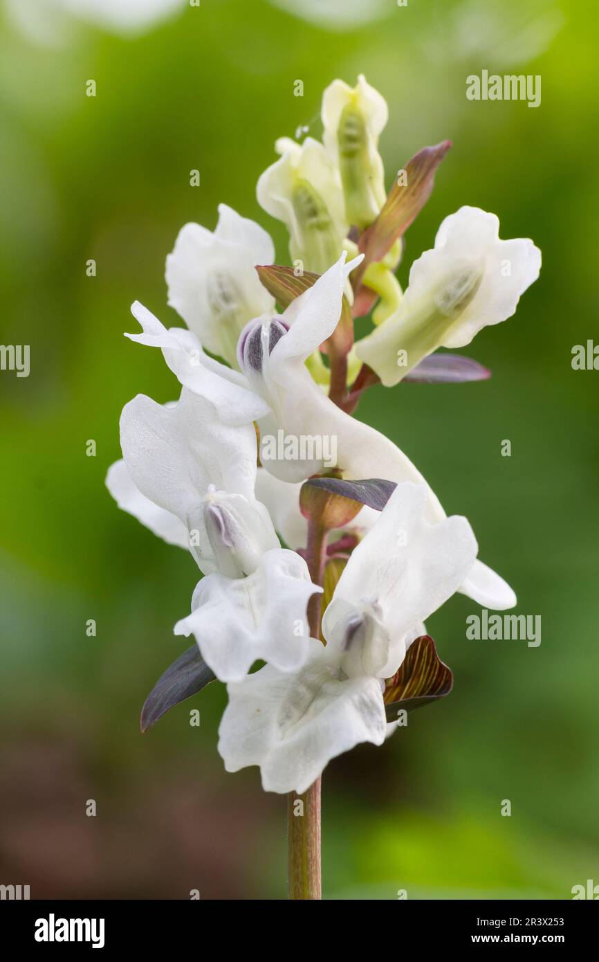 Corydalis cava, known as Corydalis flower, Fumewort, Hollowroot ...