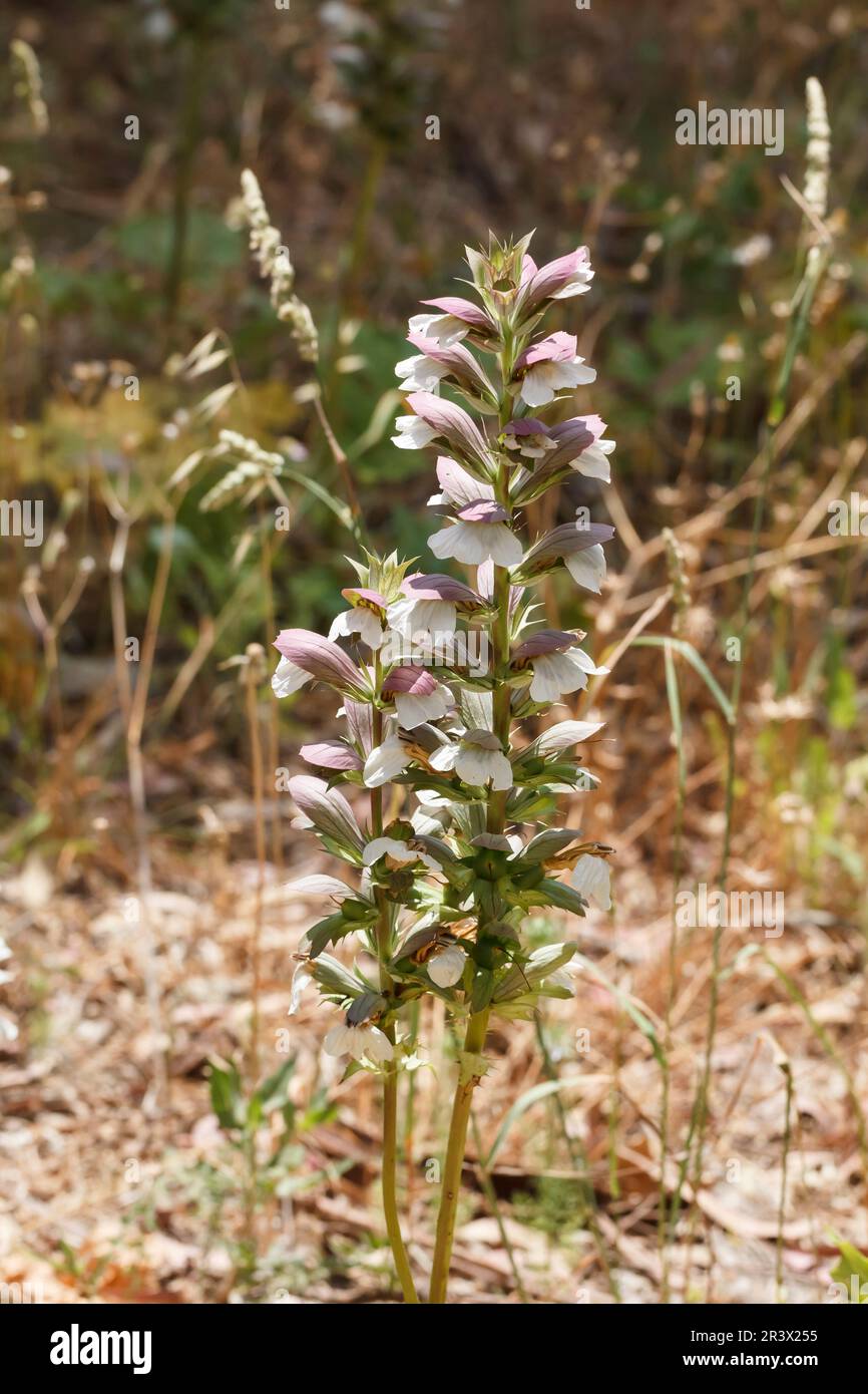 Acanthus mollis, known as Bear's breeches, Bears breeches, Sea dock ...