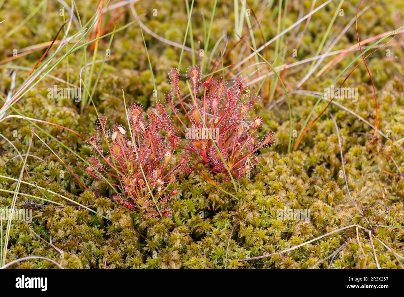 Drosera intermedia, known as Oblong-leaved sundew, Spoonleaf sundew ...