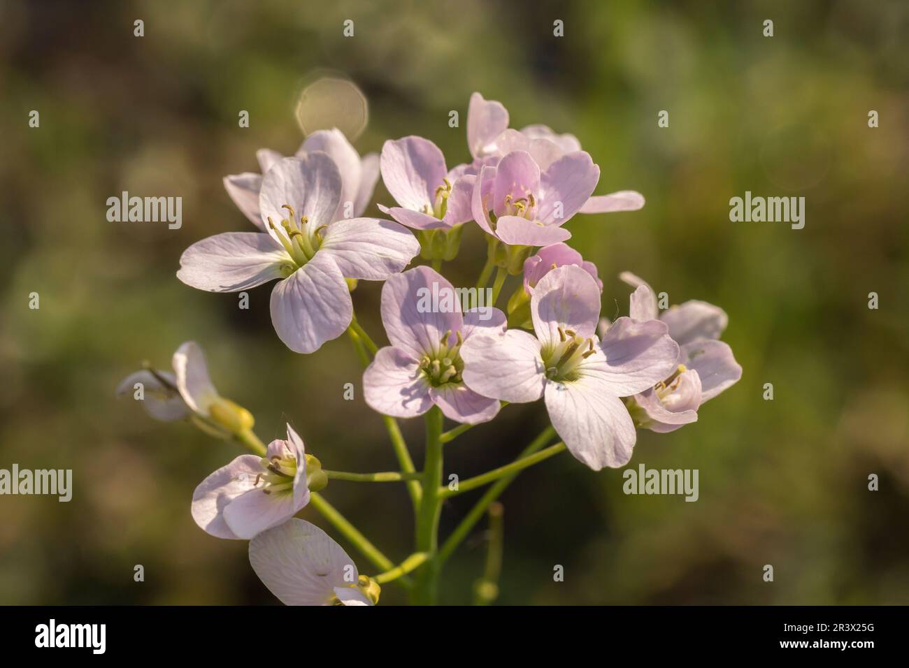 Cardamine pratensis, known as Cuckoo flower, Lady's smock, Fen cuckoo ...