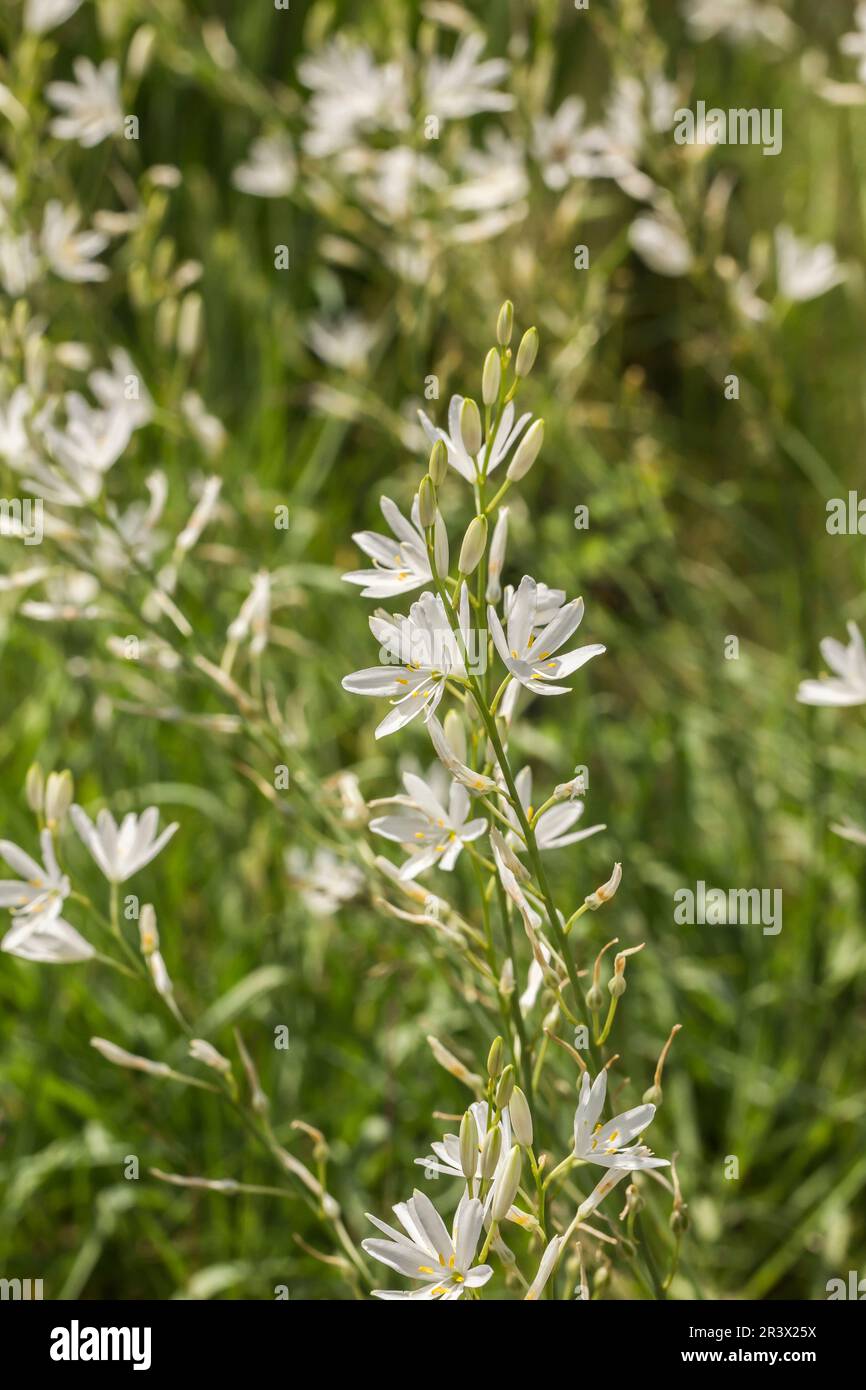 Anthericum liliago, commonly known as the St. Bernard's llily, St ...