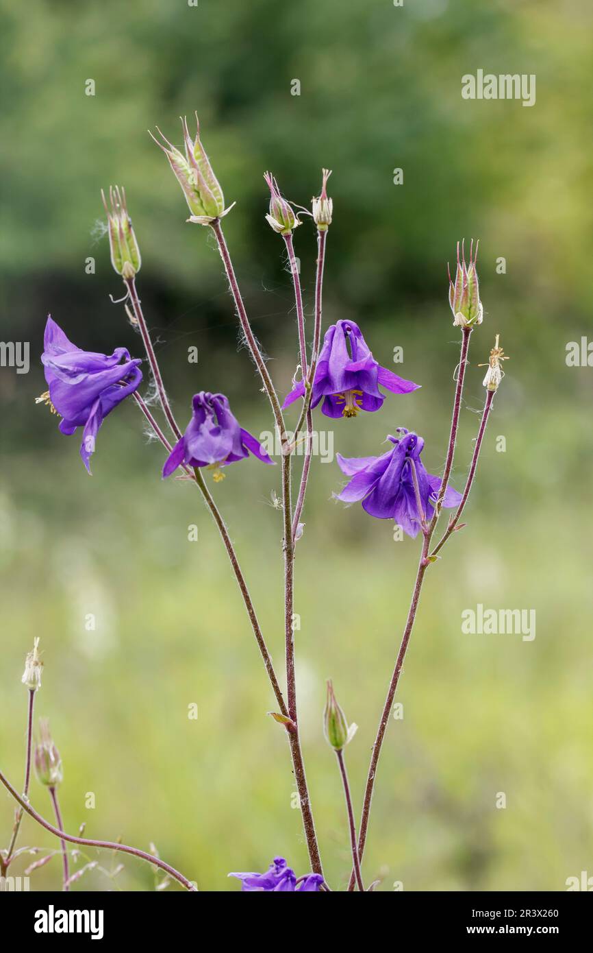 Aquilegia vulgaris, known as European columbine, Common columbine Stock ...