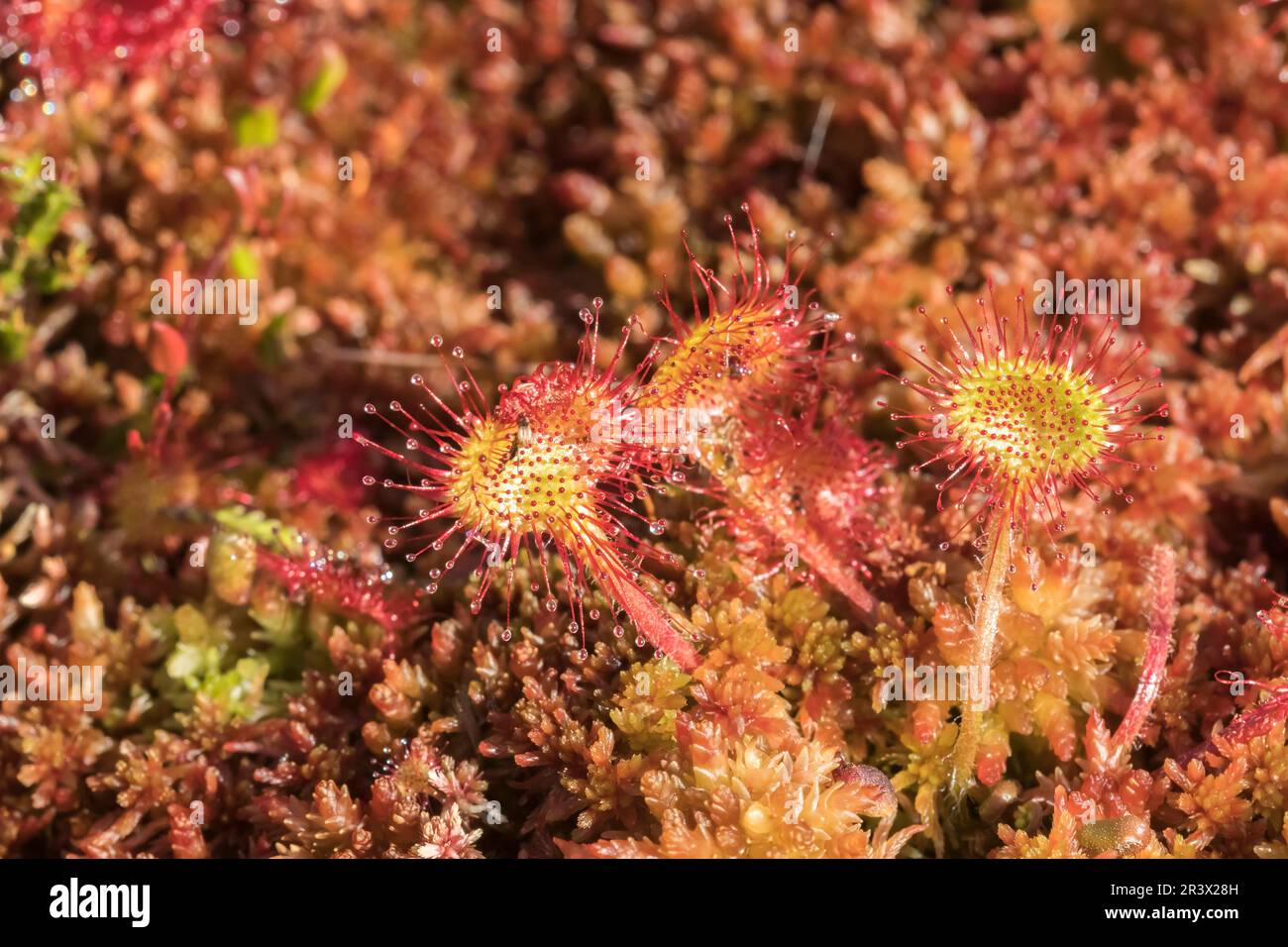 Drosera rotundifolia, known as Common sundew, Round-leaved sundew ...