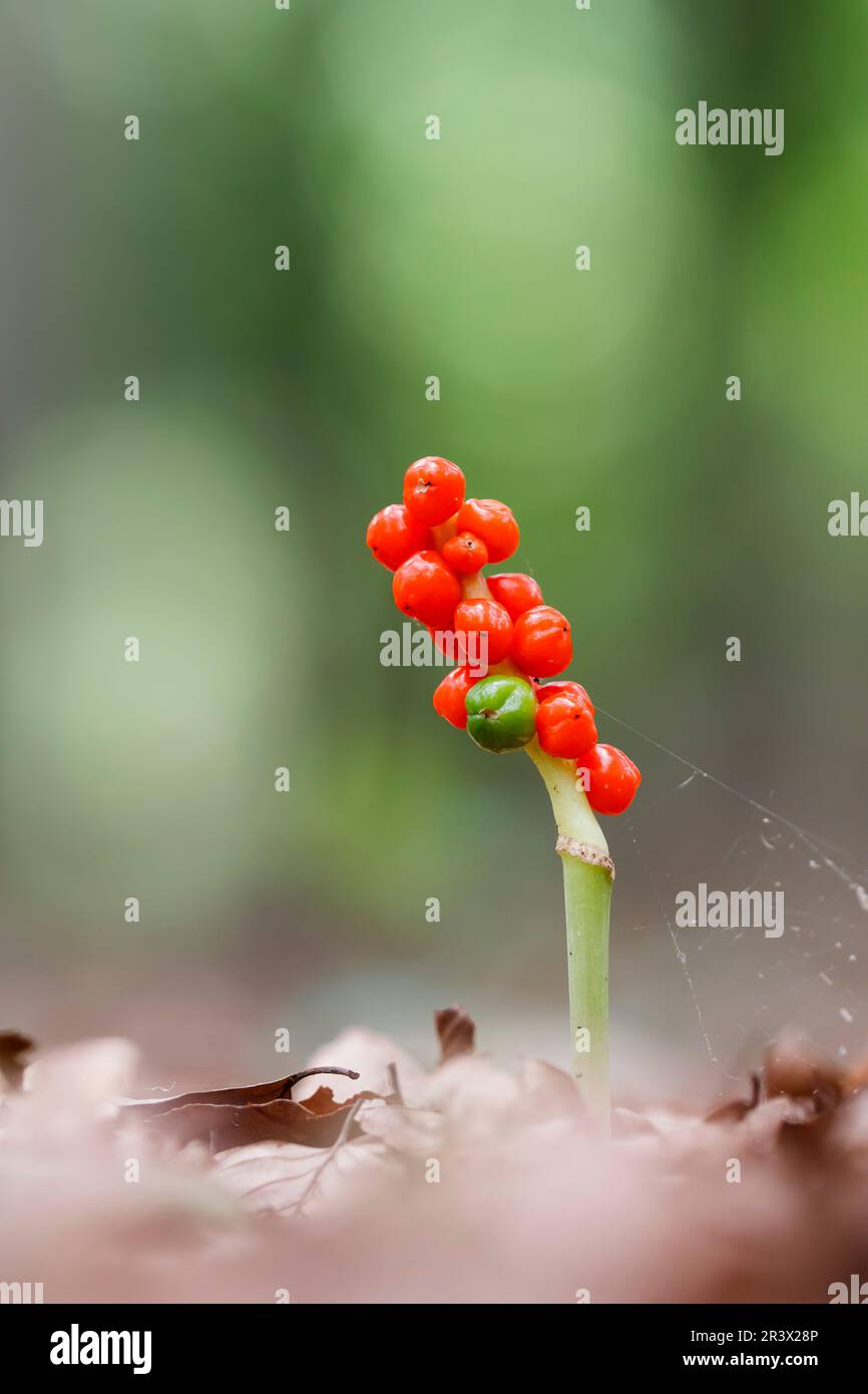 Arum maculatum (berries), Common arum, Cuckoo pint, Wild arum, Lord-and ...