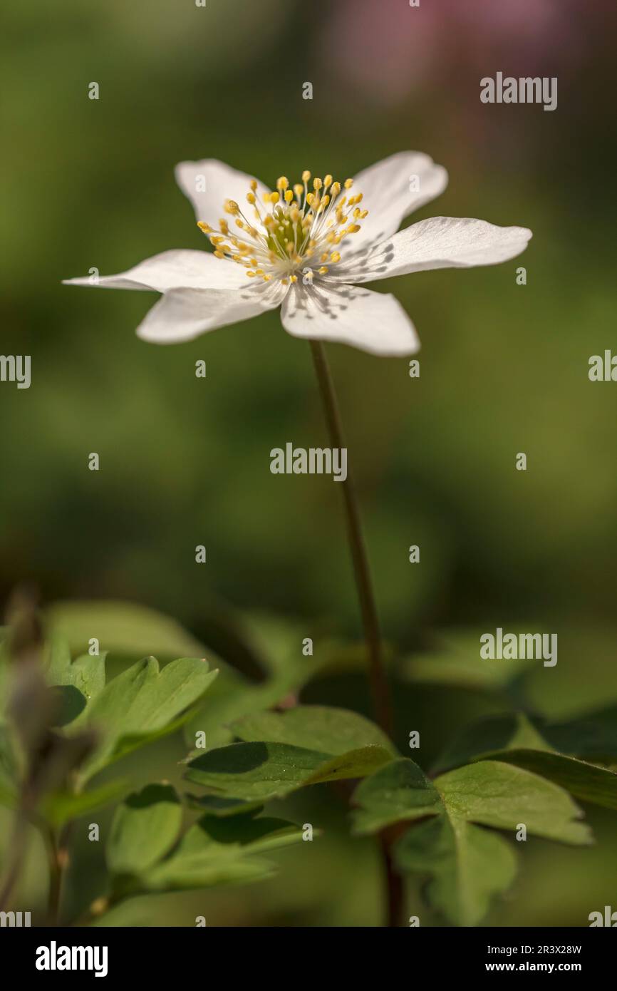Anemone nemorosa, known as Smell fox, Helmet flower, Thimbleweet ...