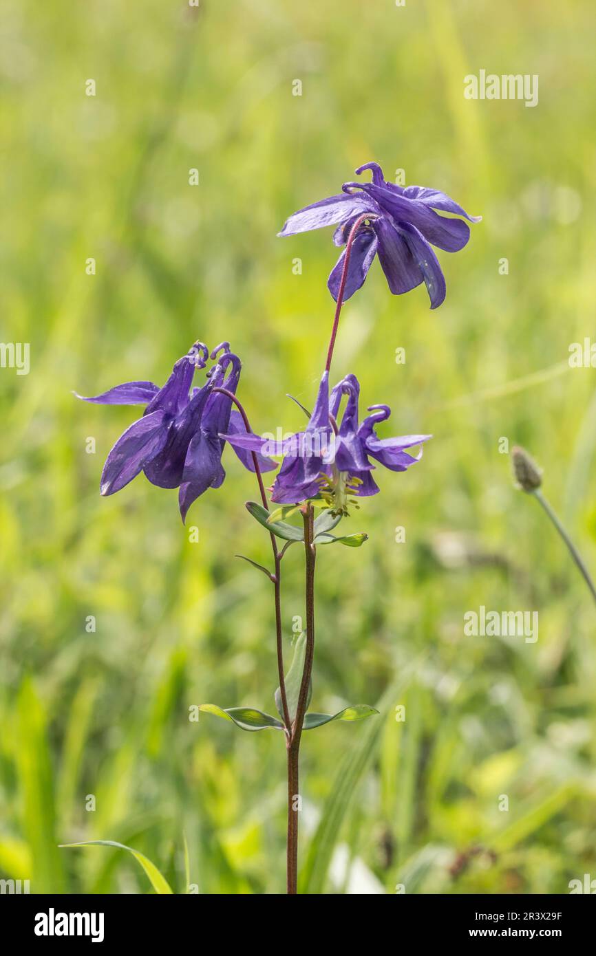 Aquilegia vulgaris, known as European columbine, Common columbine Stock ...