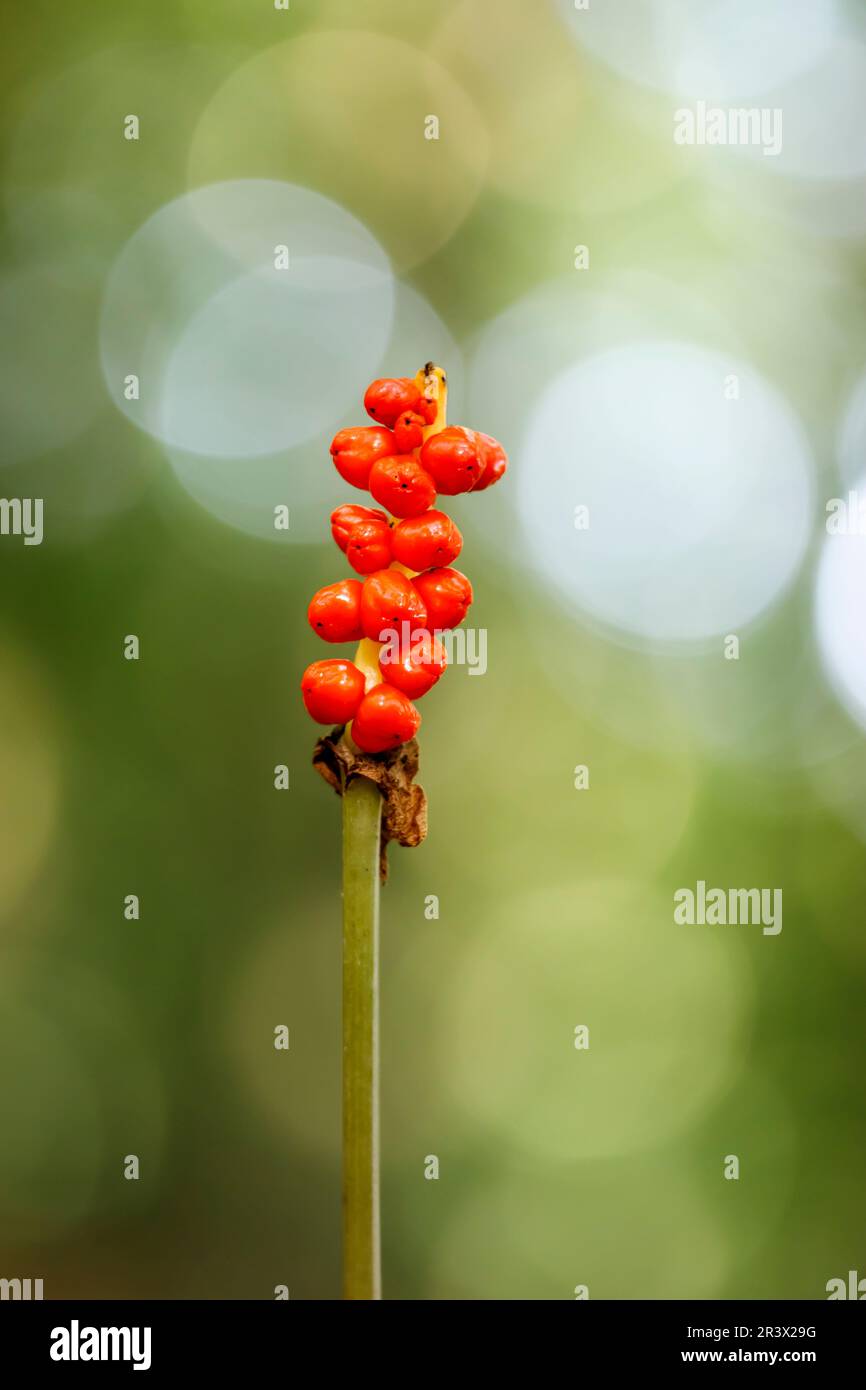 Arum maculatum (berries), Common arum, Cuckoo pint, Wild arum, Lord-and ...