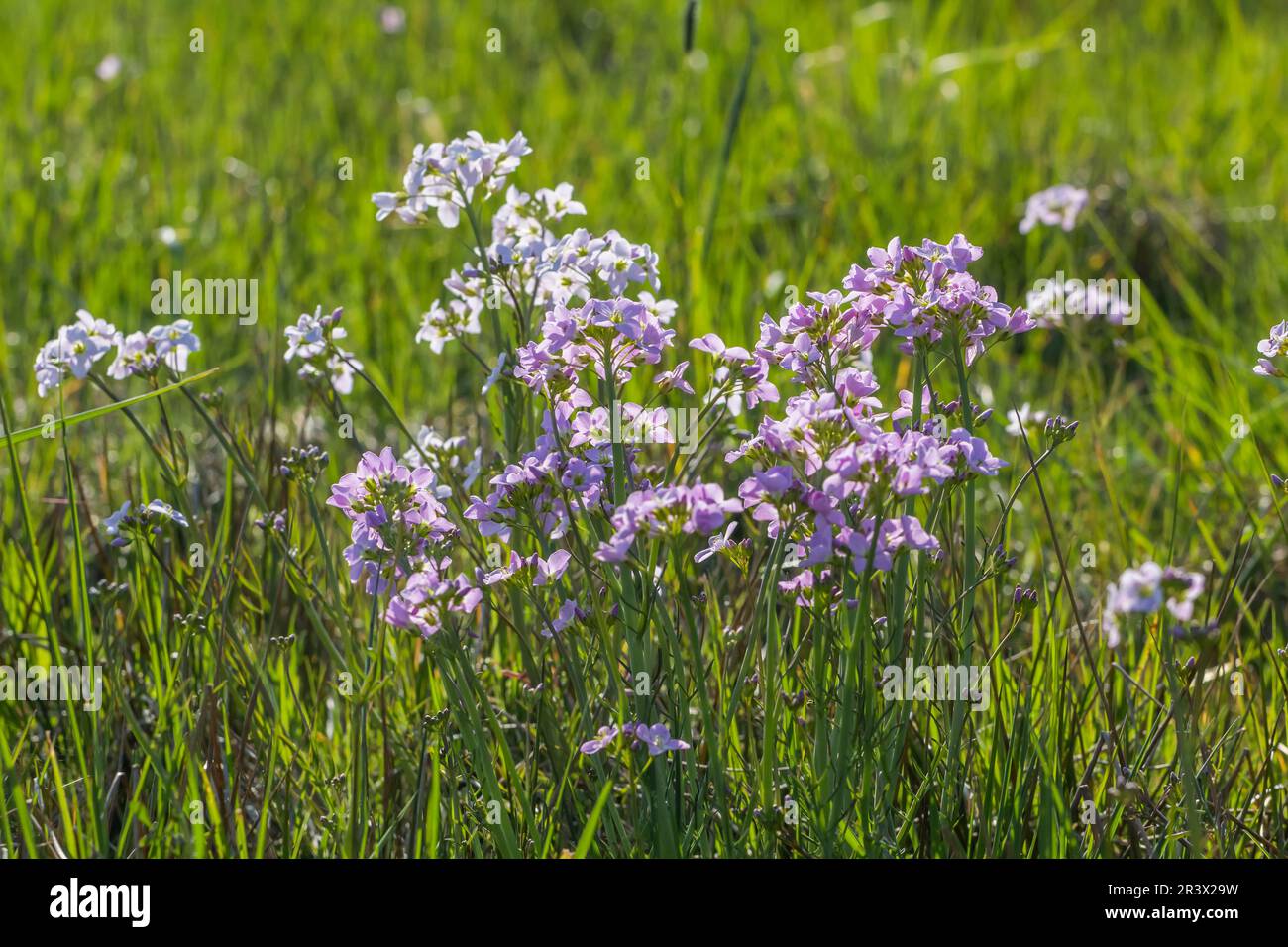 Cardamine pratensis, known as Cuckoo flower, Lady's smock, Fen cuckoo ...