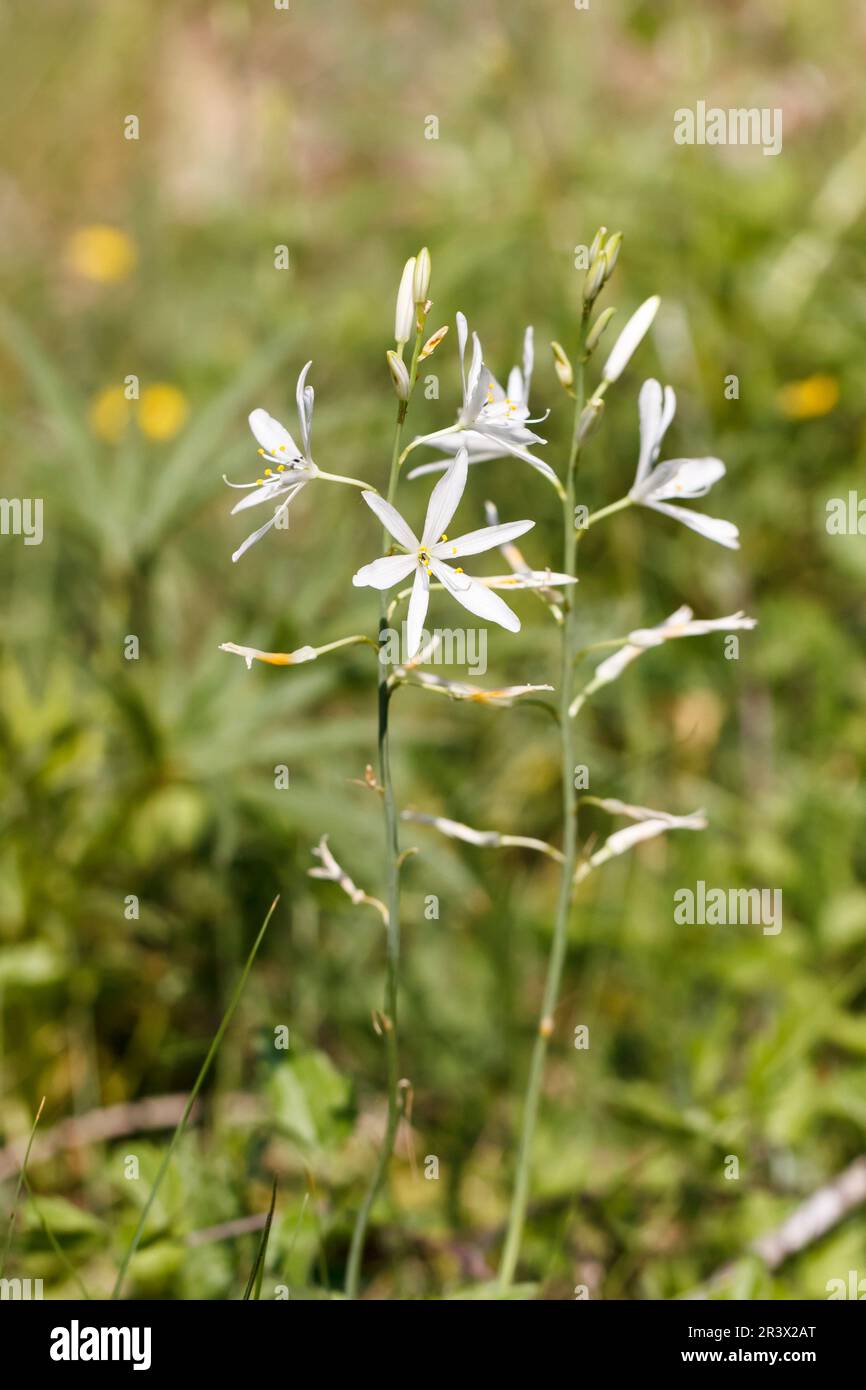 Anthericum liliago, commonly known as the St. Bernard's llily, St ...