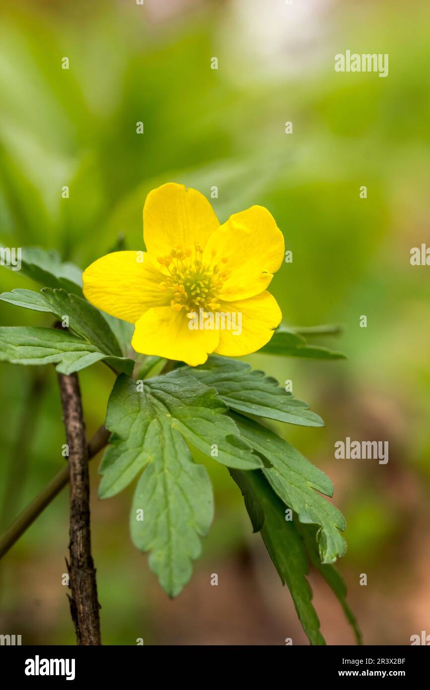 Close up anemone ranunculoides hi-res stock photography and images - Alamy