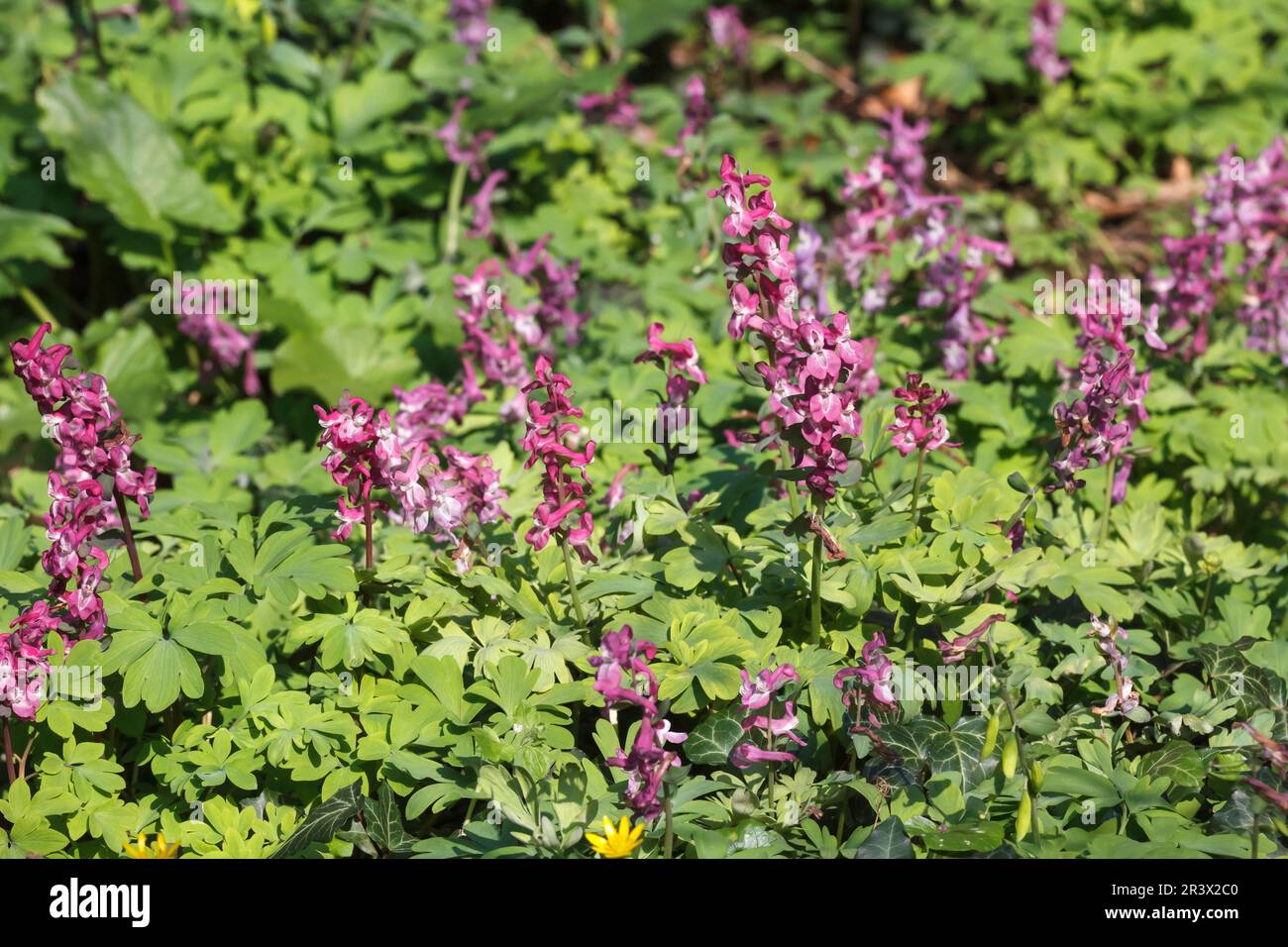 Corydalis cava, known as Corydalis flower, Fumewort, Hollowroot ...