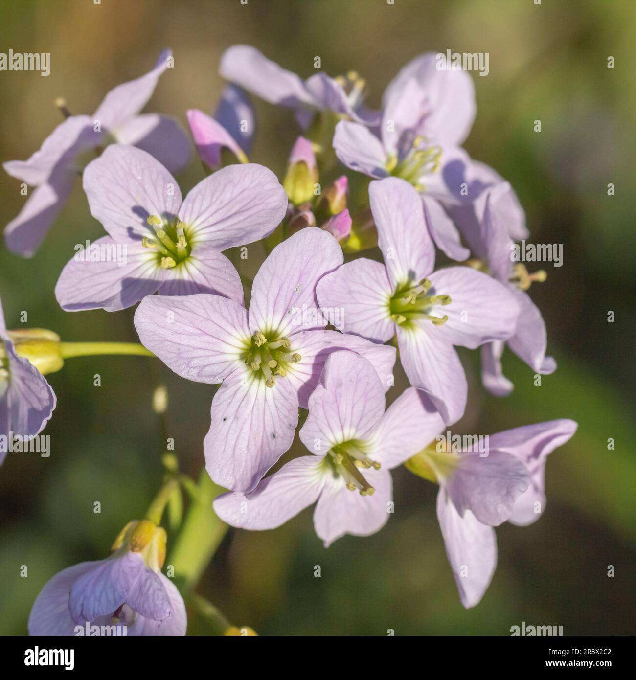 Cardamine pratensis, known as Cuckoo flower, Lady's smock, Fen cuckoo ...