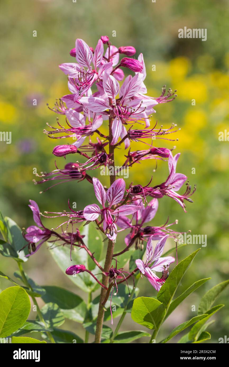 Dictamnus albus, known as Gas plant or Burning bush Stock Photo - Alamy