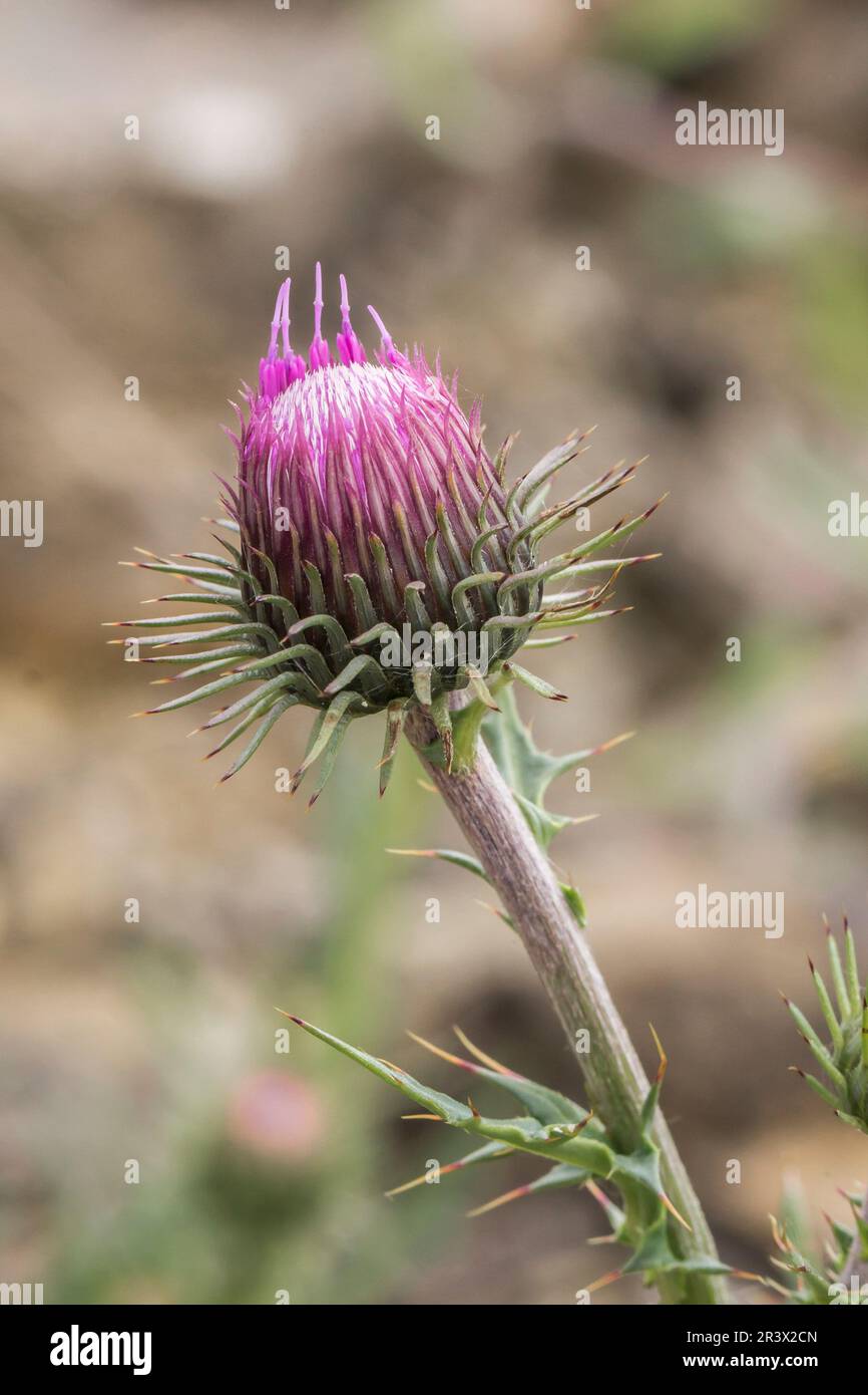 Ssp carlinaefolius hi-res stock photography and images - Alamy