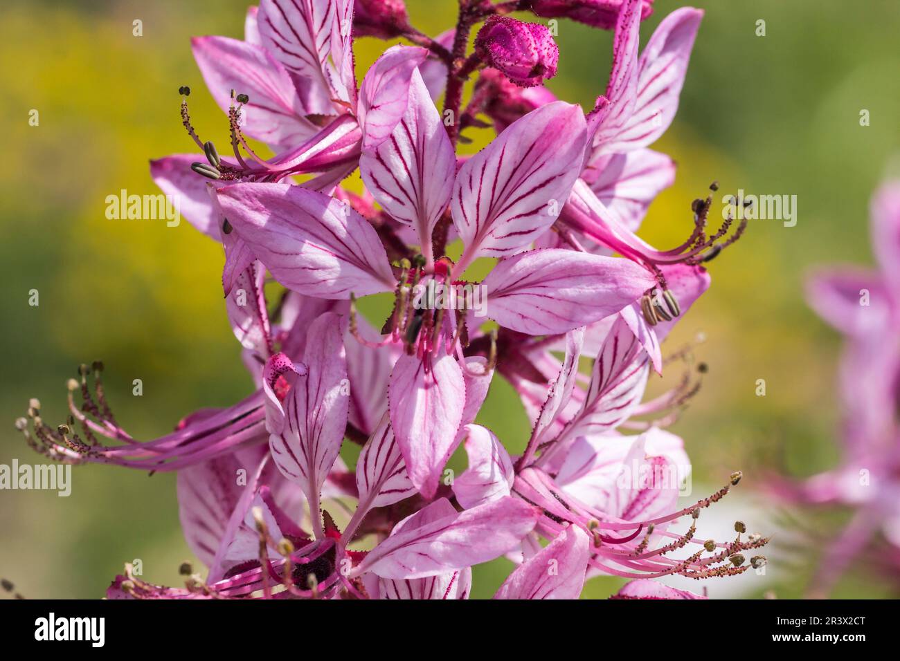 Dictamnus albus, known as Gas plant or Burning bush Stock Photo - Alamy