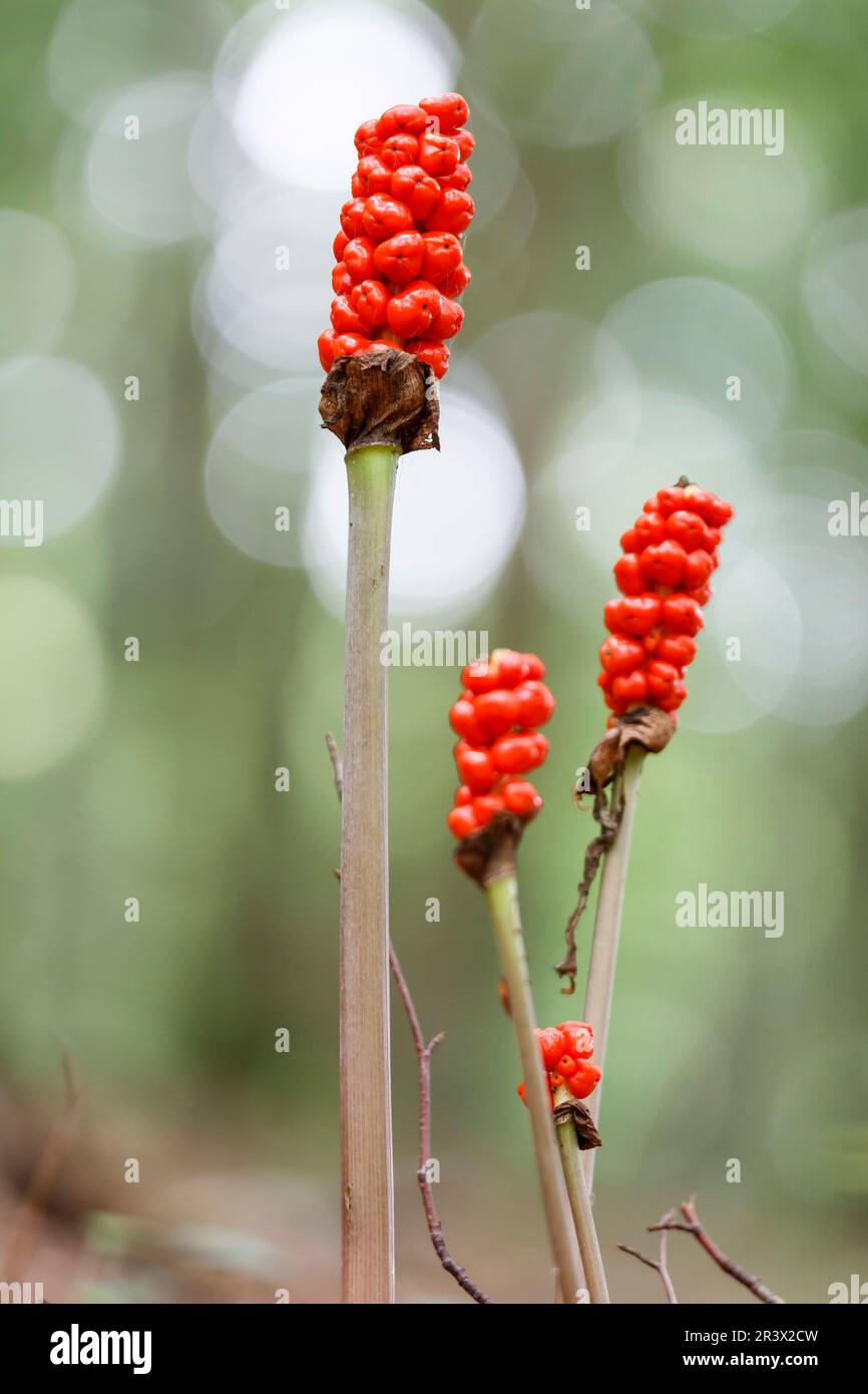 Arum maculatum (berries), Common arum, Cuckoo pint, Wild arum, Lord-and ...
