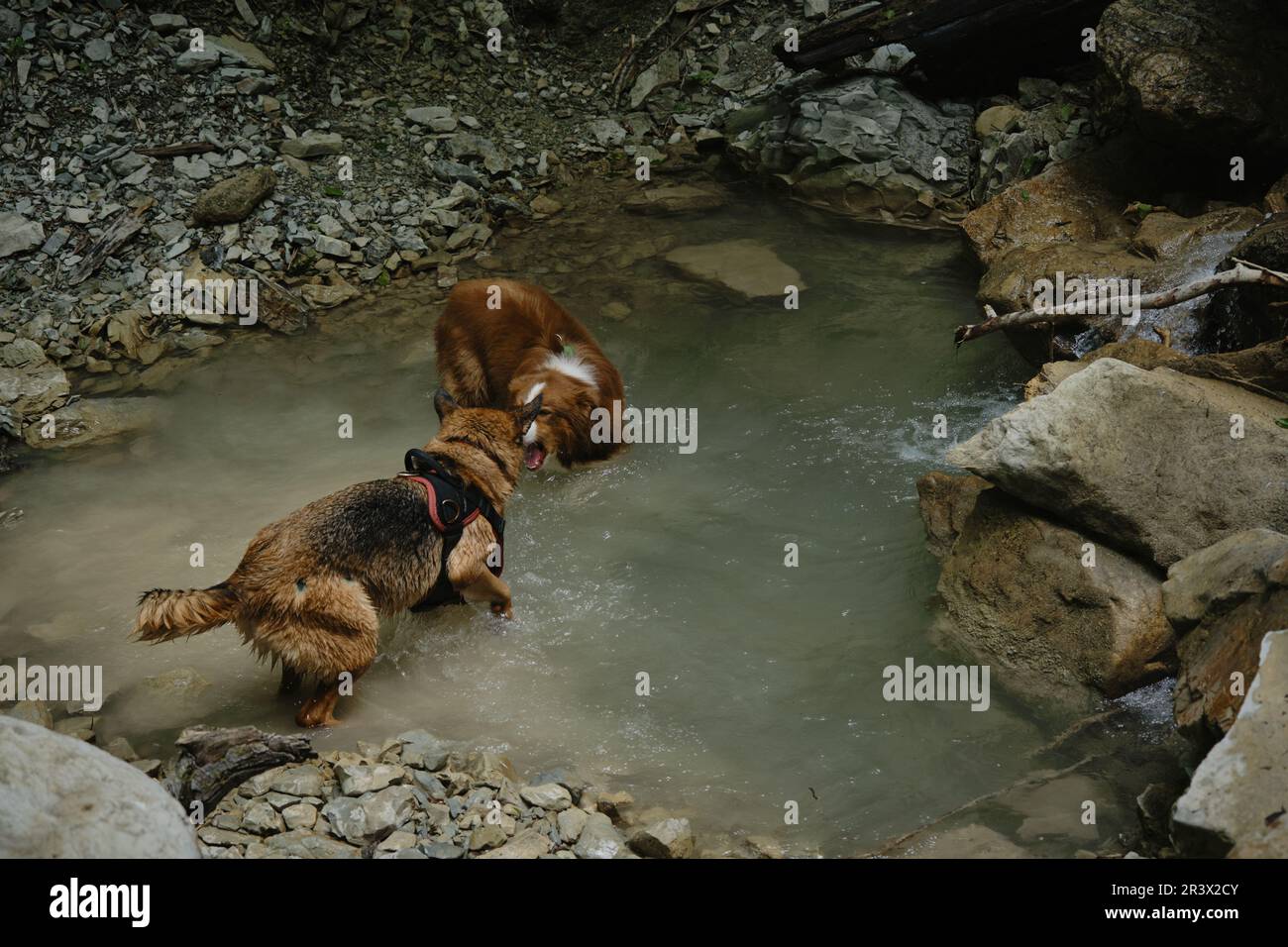 Two dogs play with water and splash in forest. Top view. Hiking with ...