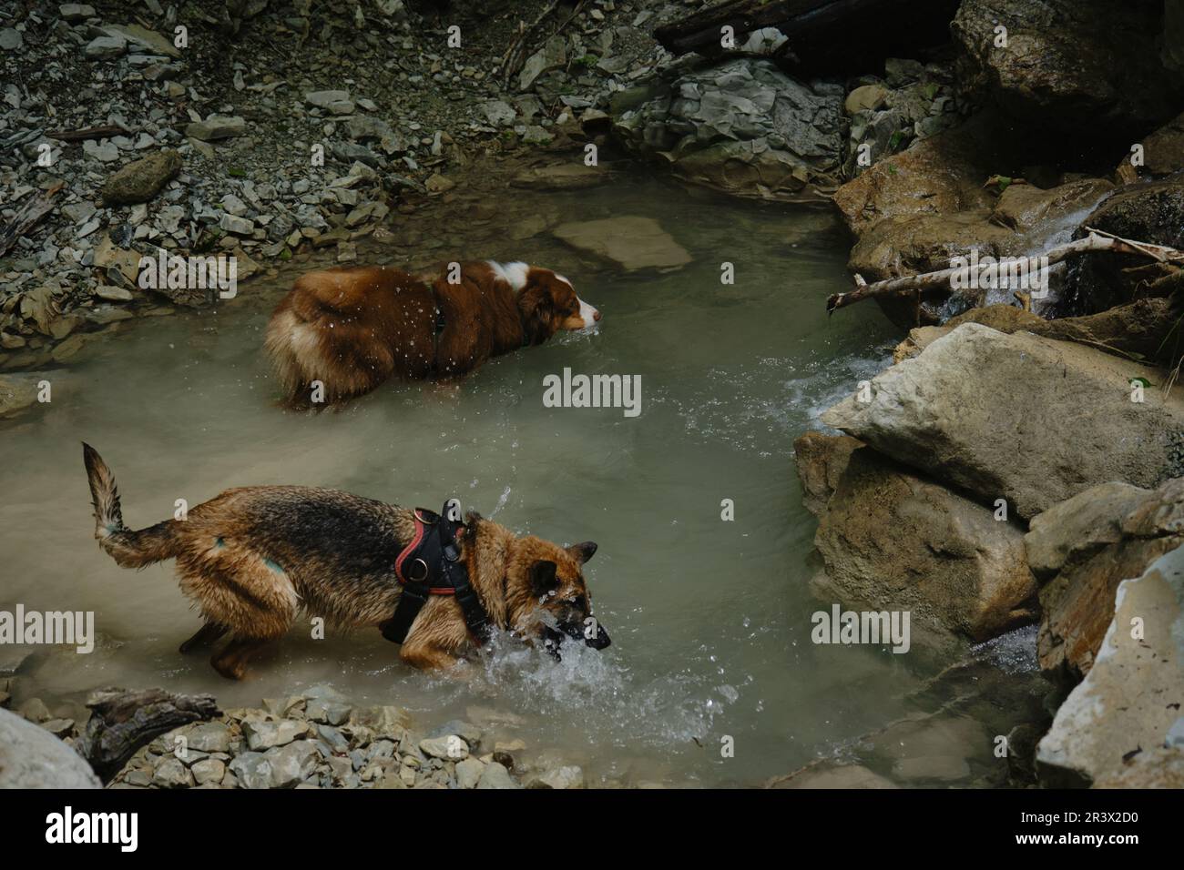 Two dogs play with water and splash in forest. Top view. Hiking with ...