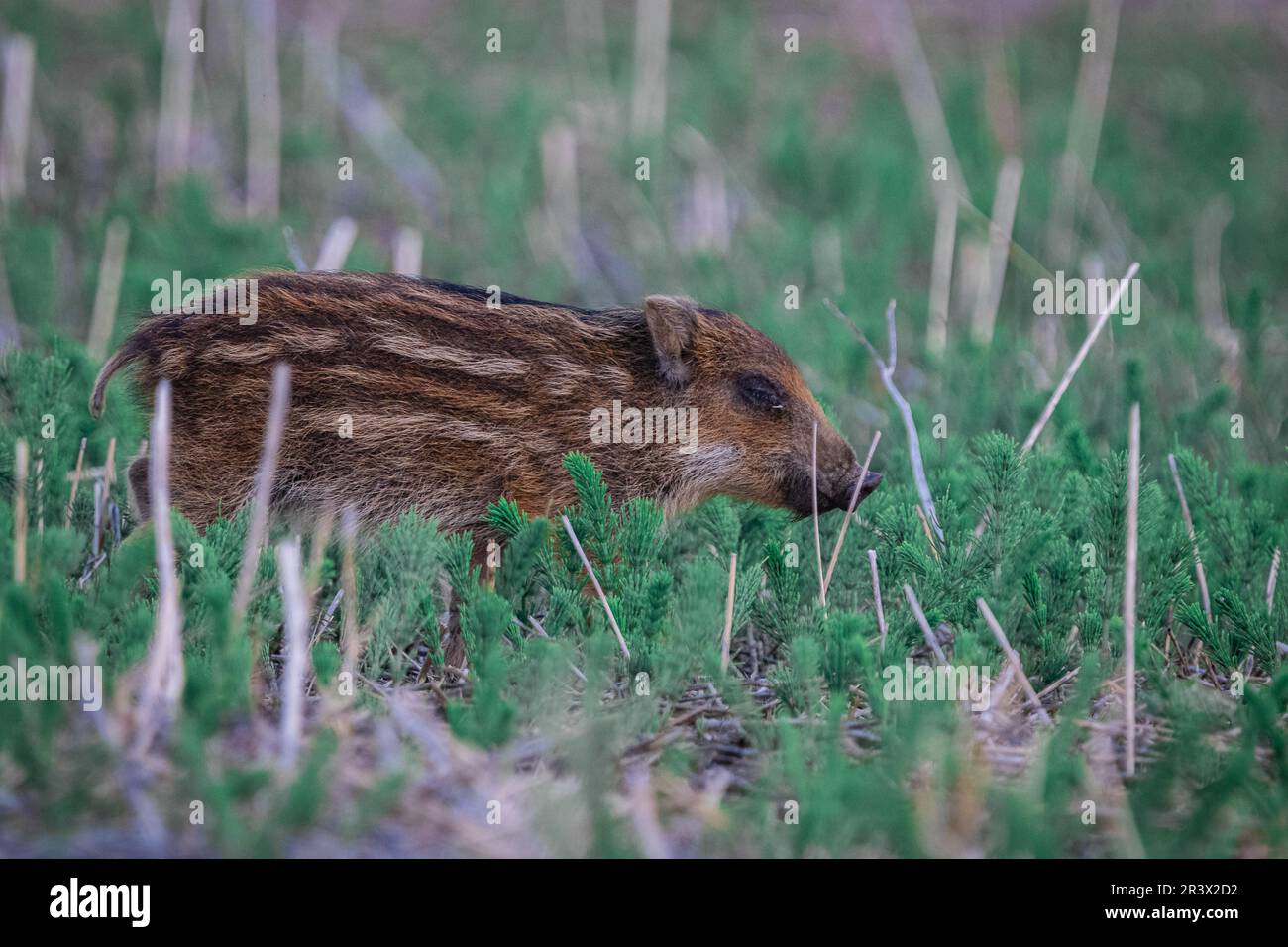 Best wild boar hi-res stock photography and images - Alamy
