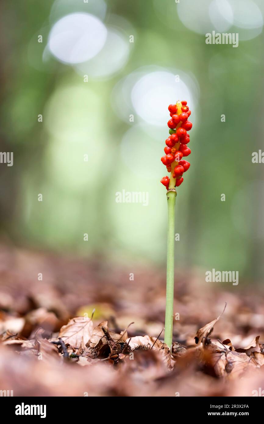 Arum maculatum (berries), Common arum, Cuckoo pint, Wild arum, Lord-and ...