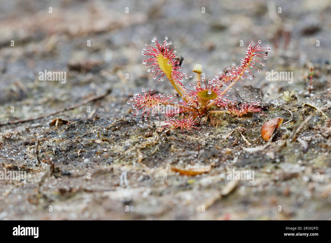 Drosera intermedia, known as Oblong-leaved sundew, Spoonleaf sundew ...