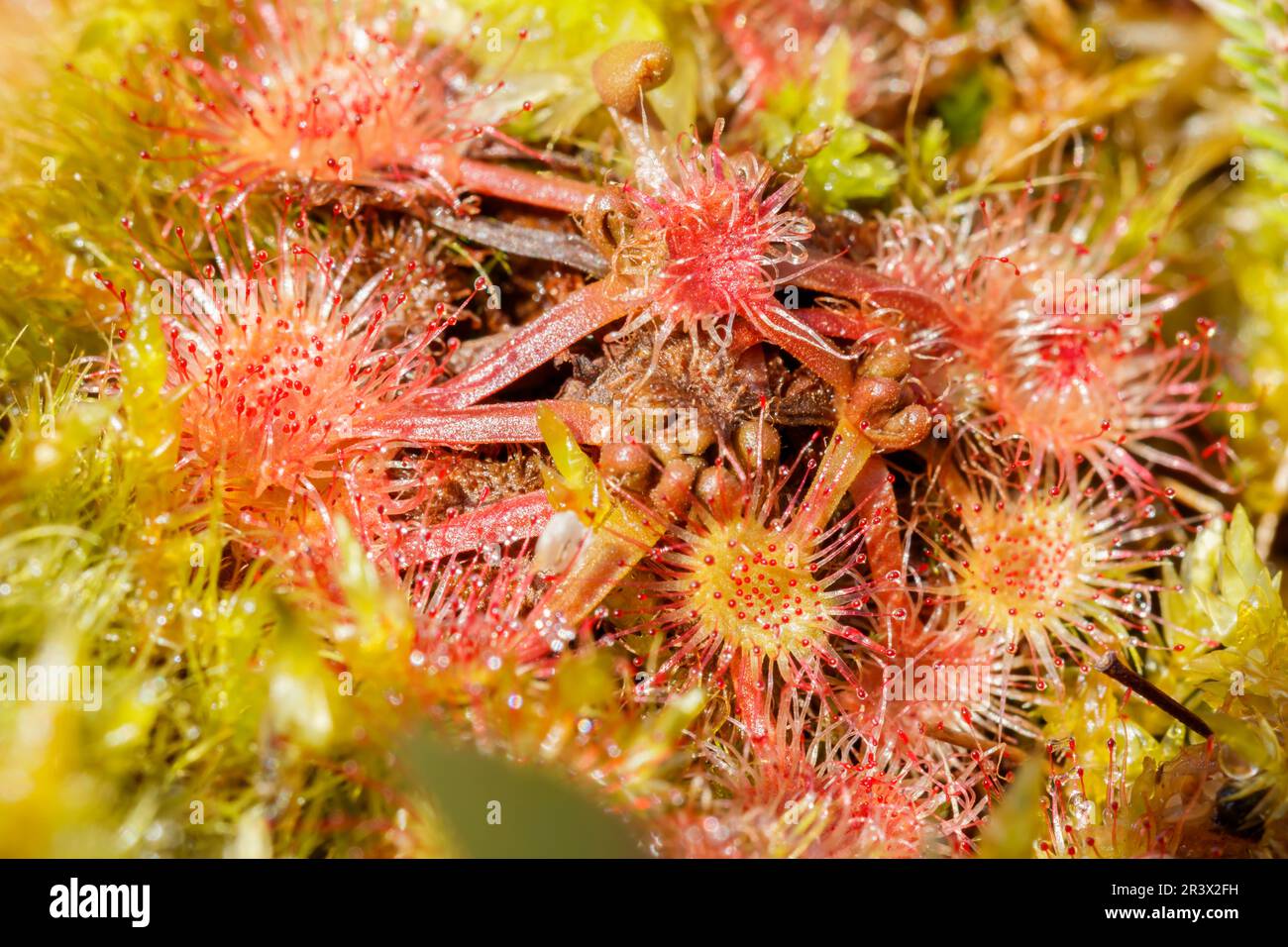 Drosera intermedia, known as Oblong-leaved sundew, Spoonleaf sundew ...