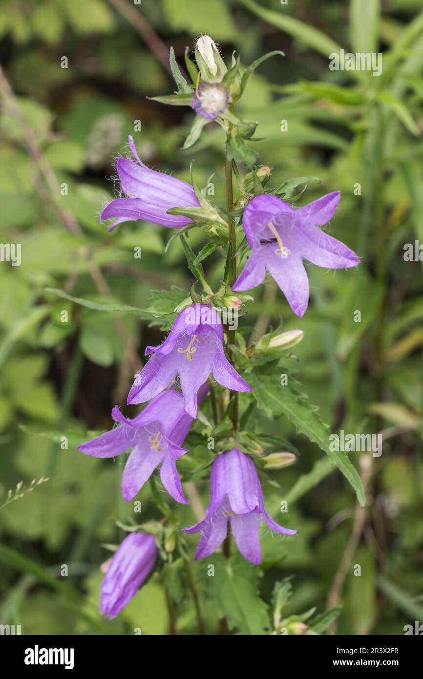 Campanula trachelium, known als Nettle-leaved bellflower Stock Photo ...