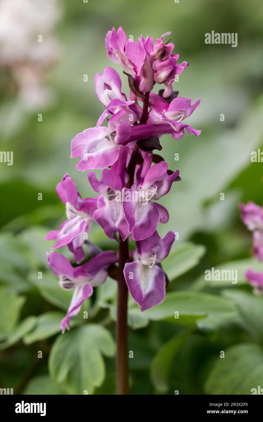Corydalis cava, known as Corydalis flower, Fumewort, Hollowroot ...